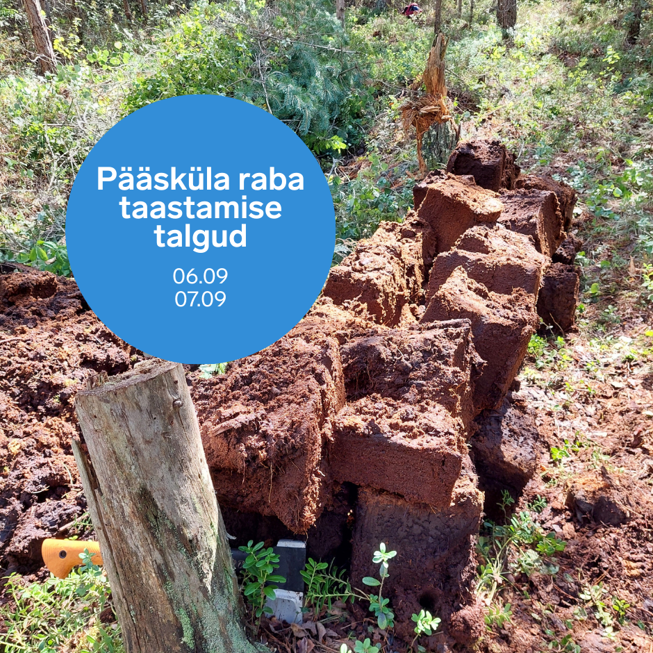 Pääsküla rabatalgud 2025